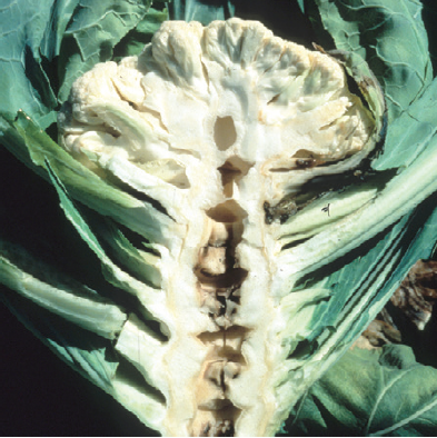 Cauliflower Head Formation