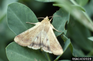 Identifying Bean Insect Pests—Caterpillars