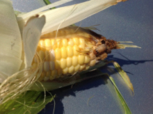 Mid-Late Season Sweet Corn Insects