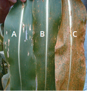 Plant Disease Resistance