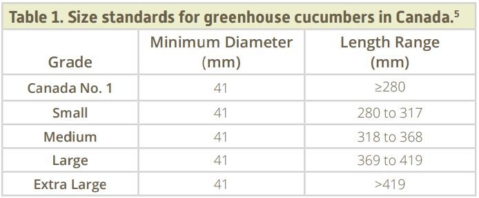 Fruit Length in Winter-Grown Cucumbers