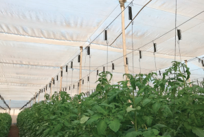 High Tunnel Tomato Production