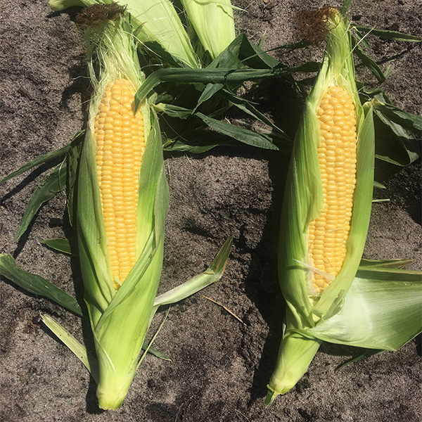 Seminis Sweet Corn Resource Library