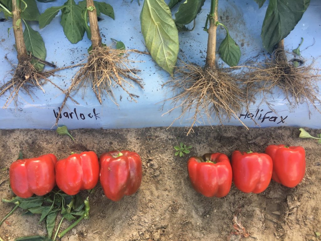 New cap on the block: Halifax turns heads