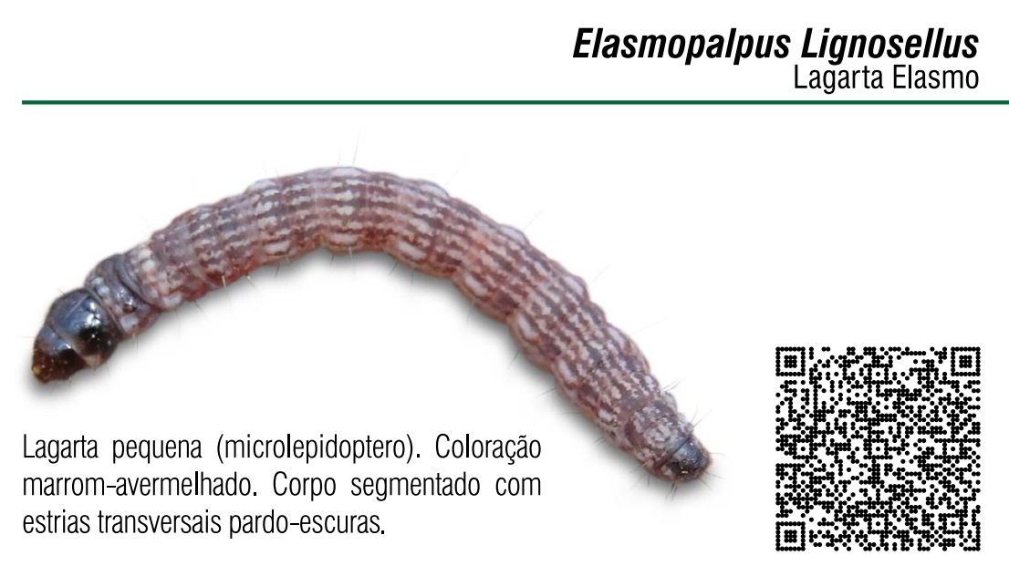 Principais Pragas do Milho Doce – Gênero Elasmopalpus