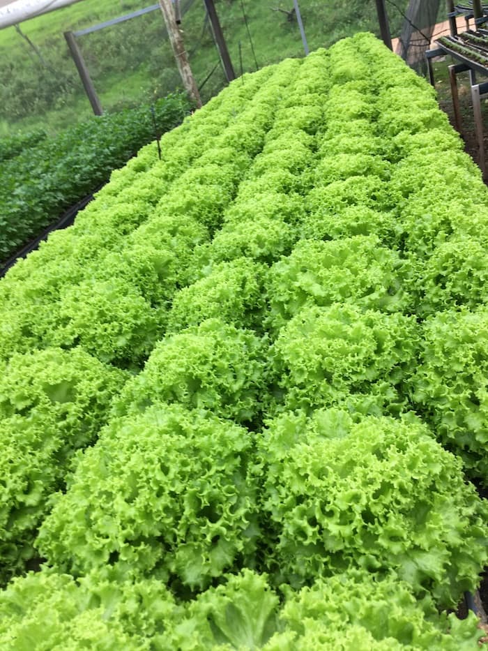 Alface Letícia: Vigor, alta produtividade e uniformidade para seu cultivo