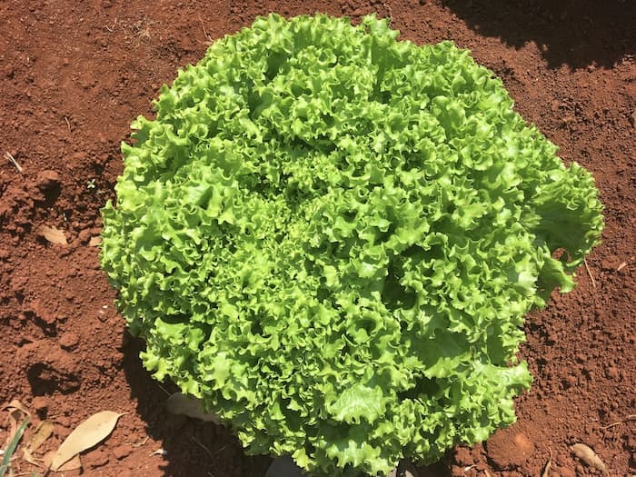 Alface Letícia: Vigor, alta produtividade e uniformidade para seu cultivo