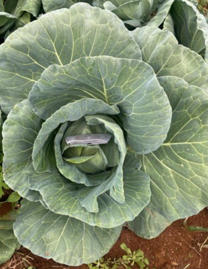 Seminis realiza visita a campo para apresentar o repolho Astrus Plus