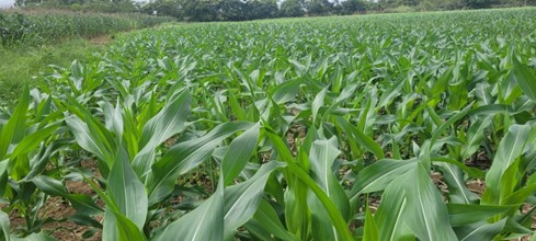 Seminis realiza visita técnica em um campo de milho AG1051 no Maranhão