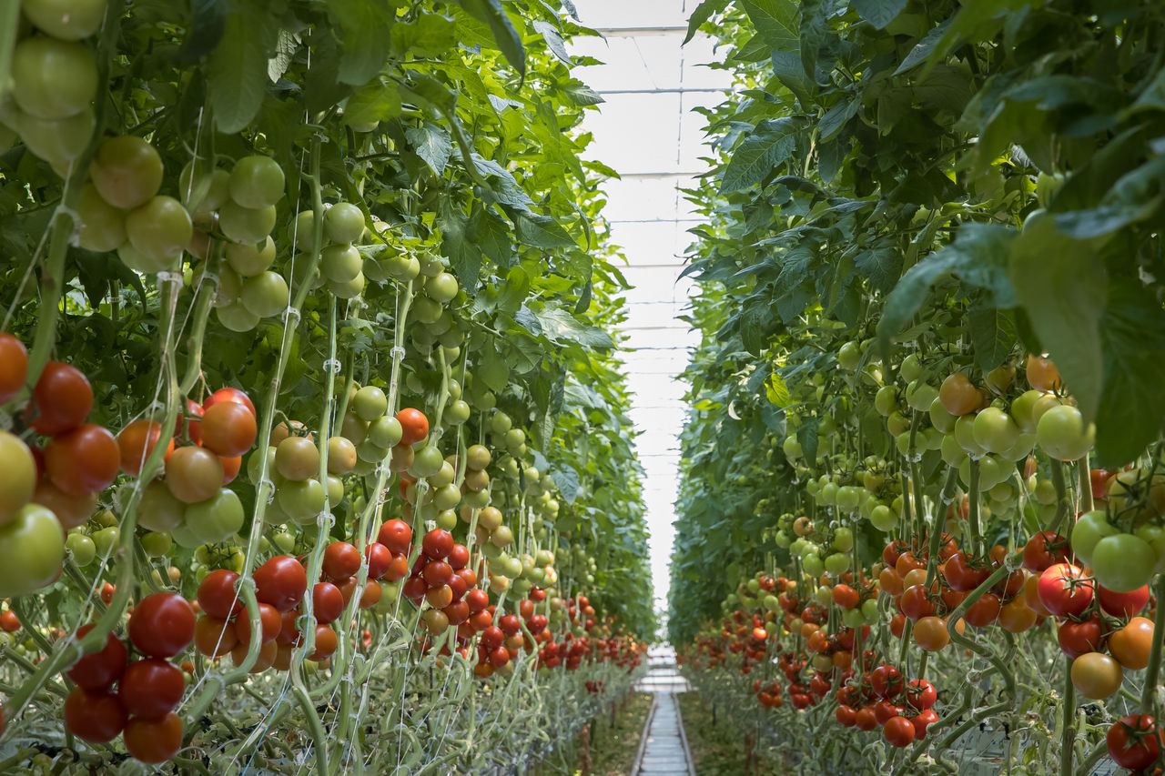 First Look - Padua Tomato