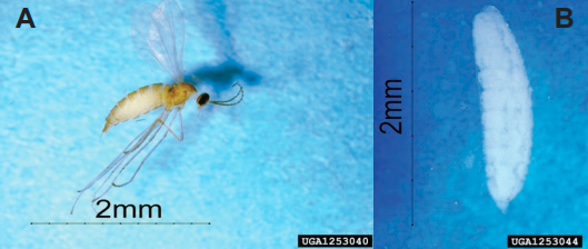 Swede Midge on Broccoli, Cabbage, and Cauliflower