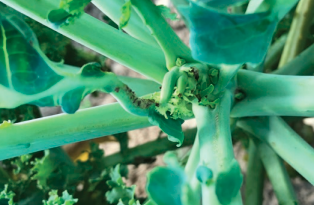 Swede Midge on Broccoli, Cabbage, and Cauliflower