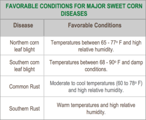 Sweet Corn Disease Guide
