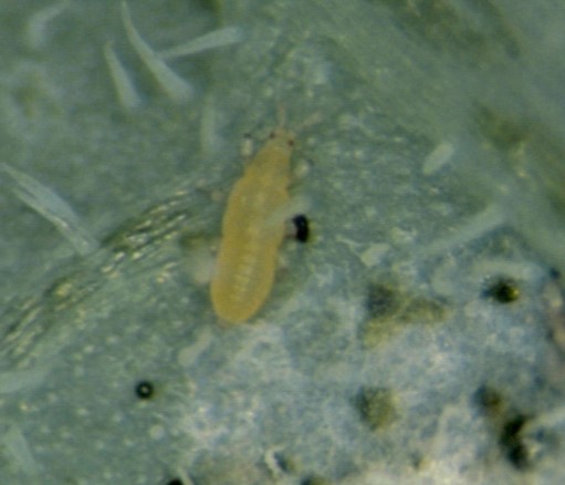 thrips tabaci eggs