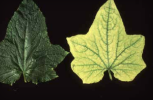 Nutrient Deficiencies