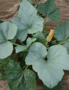 silver leaf symptoms