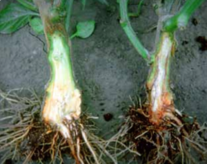 how does bacterial wilt spread