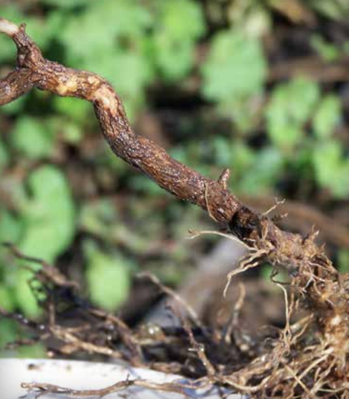 Corky Root Rot