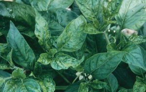 Pepper Viruses TMV, ToMV, TEV, And PepMoV