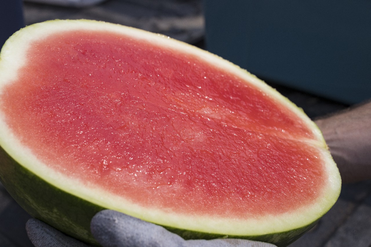 Seminis Introduces New 45-Count Jet Ski Variety to Help Watermelon ...