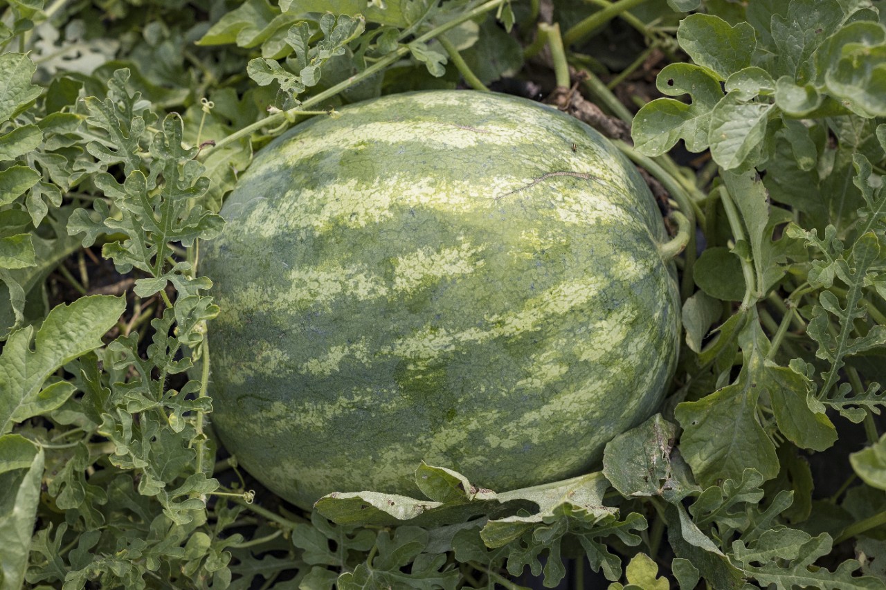Seminis Introduces New 45-Count Jet Ski Variety to Help Watermelon ...