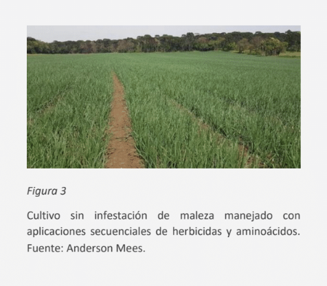 La maleza en el cultivo de la cebolla