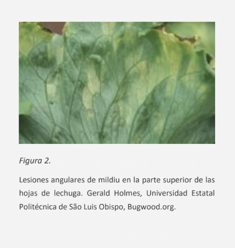 Manejo del Mildiu en el cultivo de la lechuga