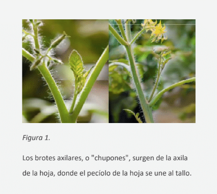 Poda de brotes del tomate para el mercado fresco.