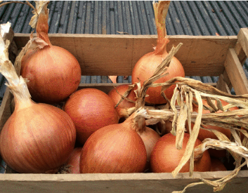 Conoce nuestro portafolio de cebollas en Chile