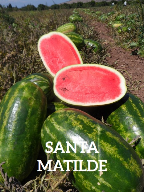 Día de Campo de Sandías