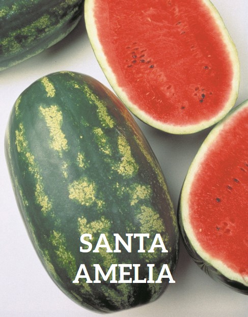 Día de Campo de Sandías