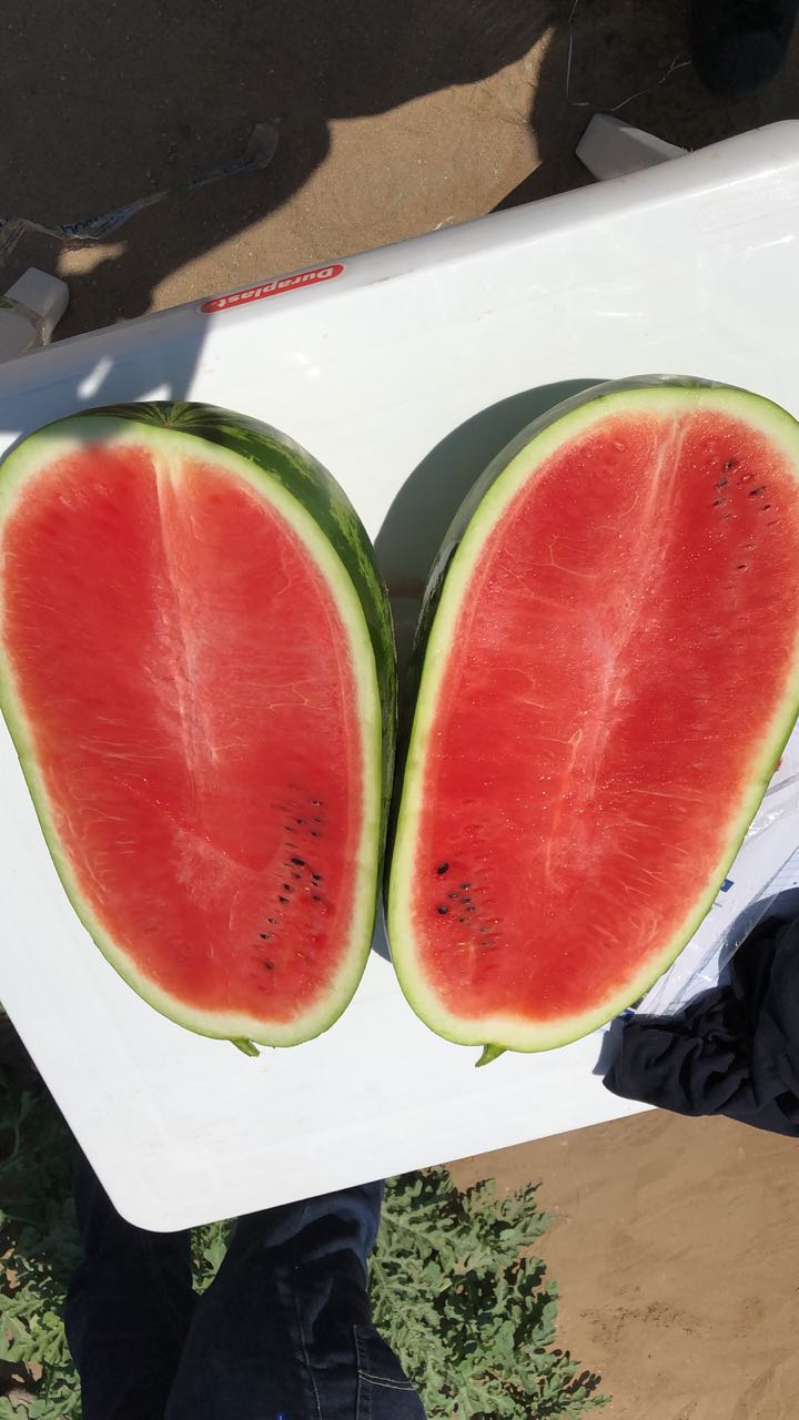 Gran Día de Campo Sandia Santa Matilde