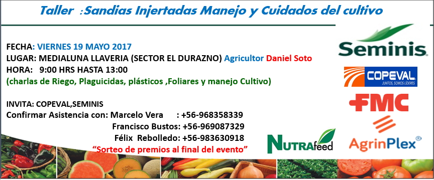 Sandía Injertada: Seminis enseñado a dar nuevos pasos