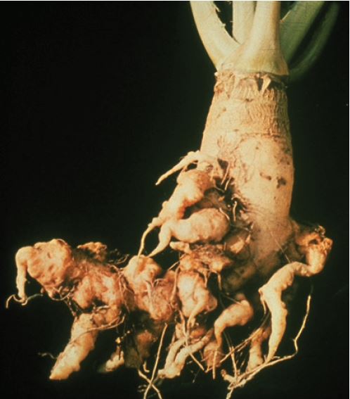 Managing Cauliflower Diseases