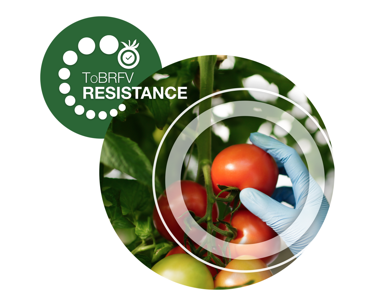 Breeding efforts and testing Finding solutions to ToBRFV