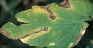 Verticillium Wilt