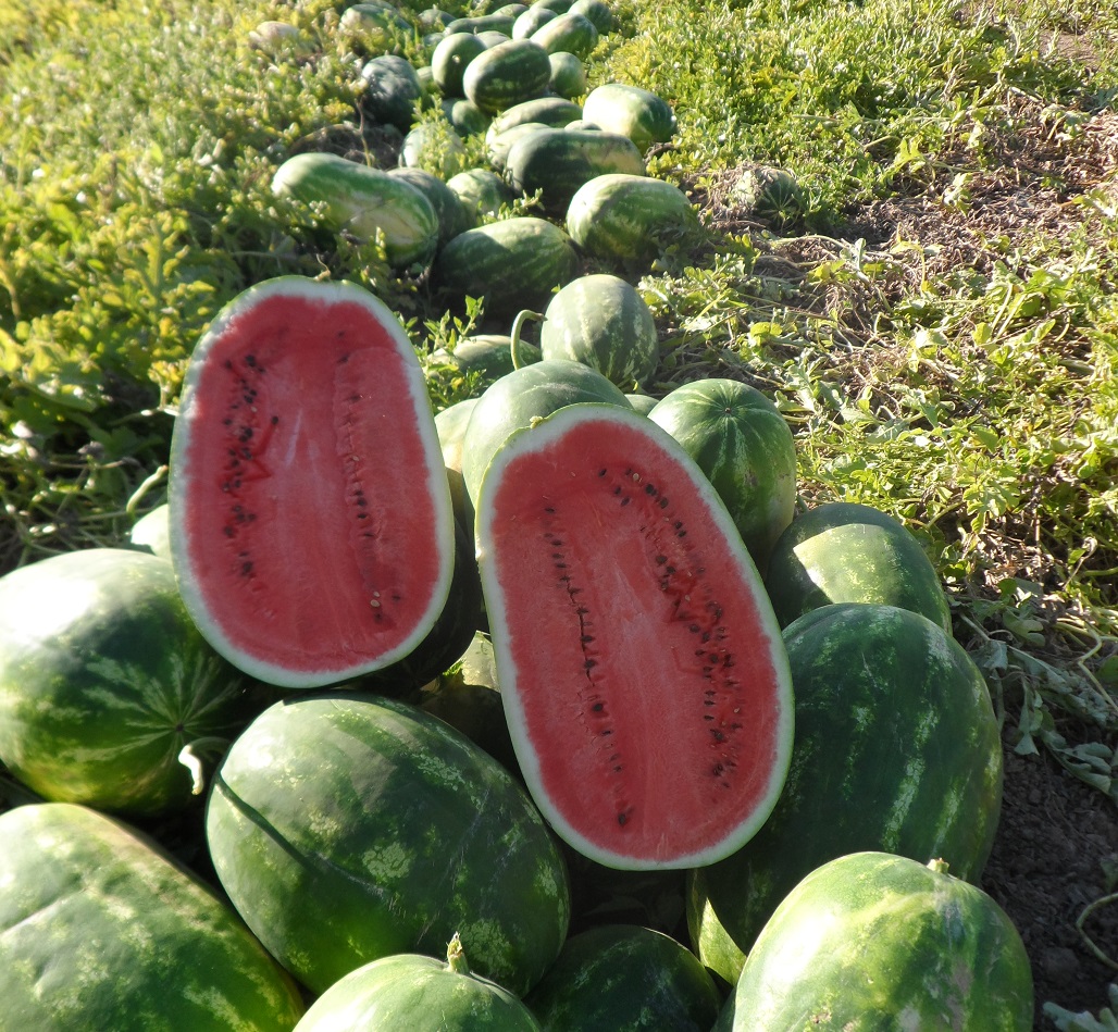 Sandías Seminis Chile: Delta y Santa Amélia