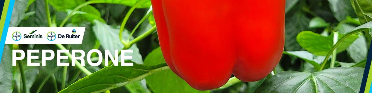 Sementi per Peperone, scarica le nostre guide | Vegetables di Bayer