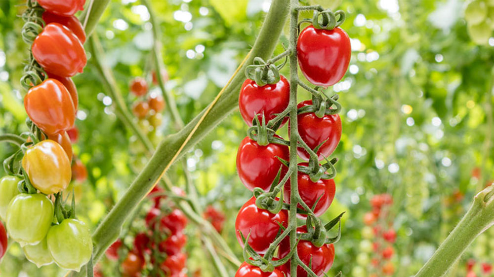 Strabena | Strabini webinar