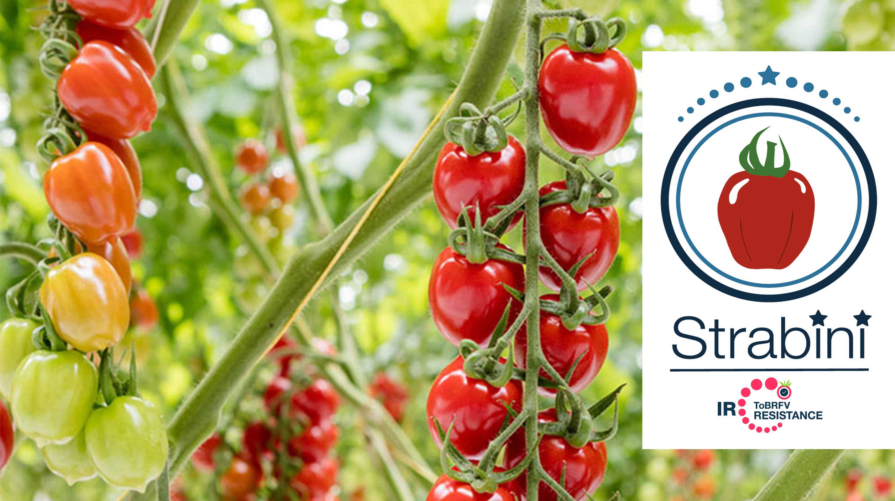 Strabini performs well in cultivation