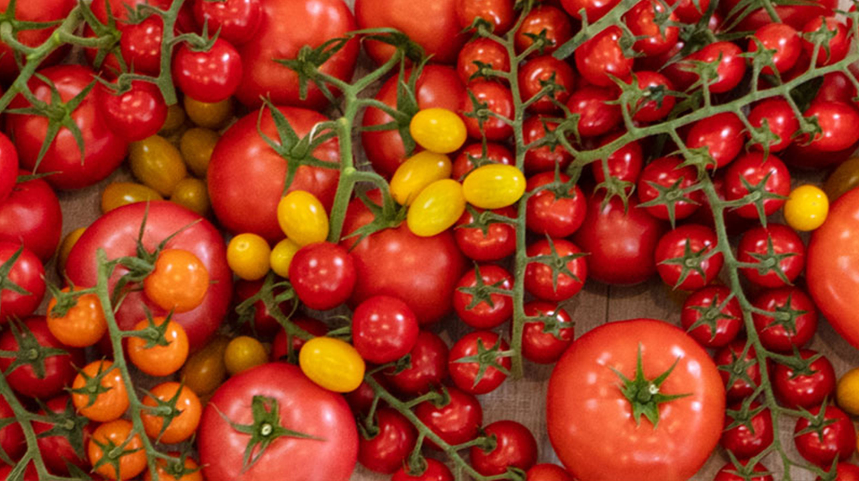 Bayer launches ToBRFV-resistent tomato varieties