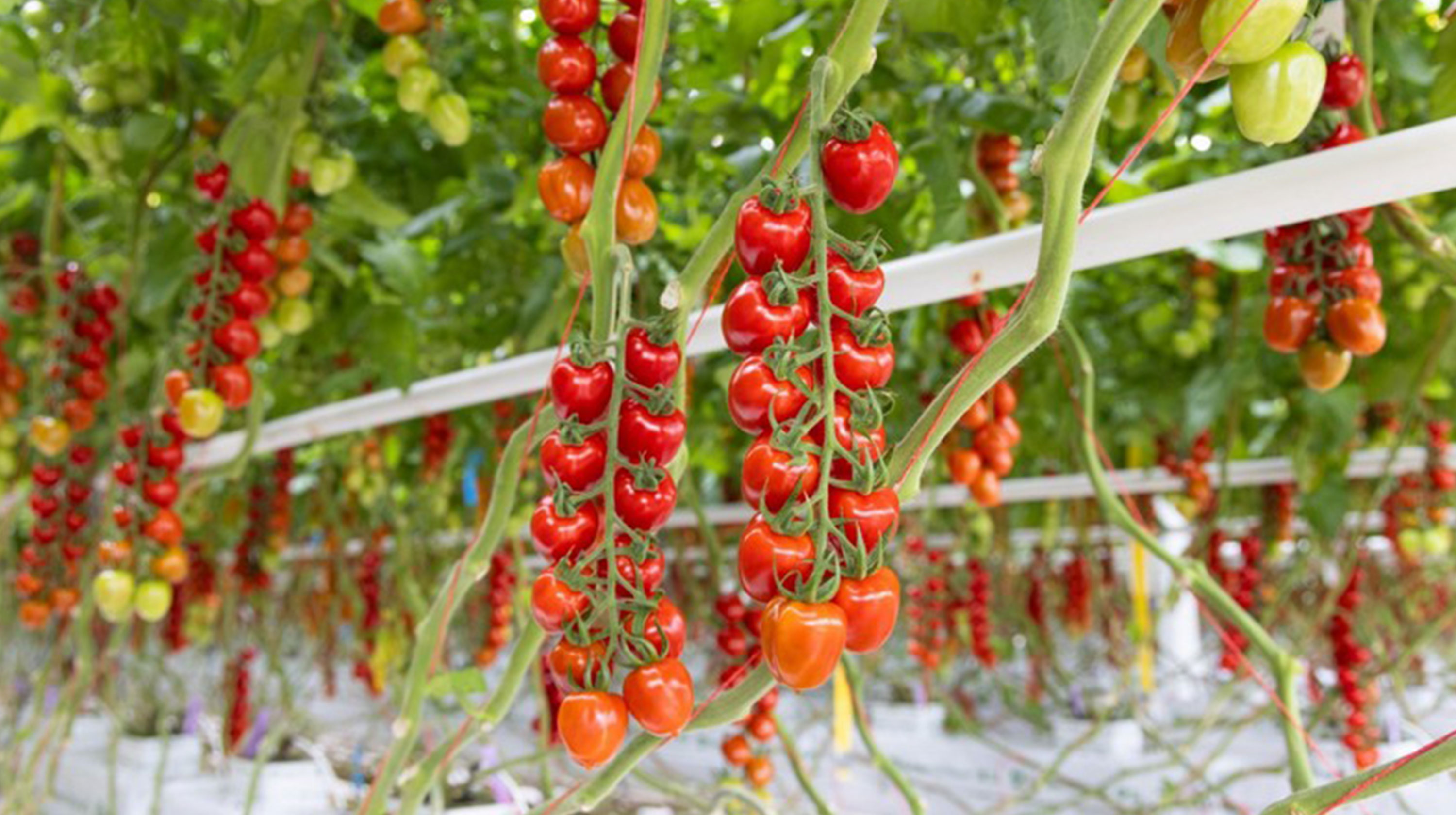 We believe that such stacked resistance will stand up to new ToBRFV ...