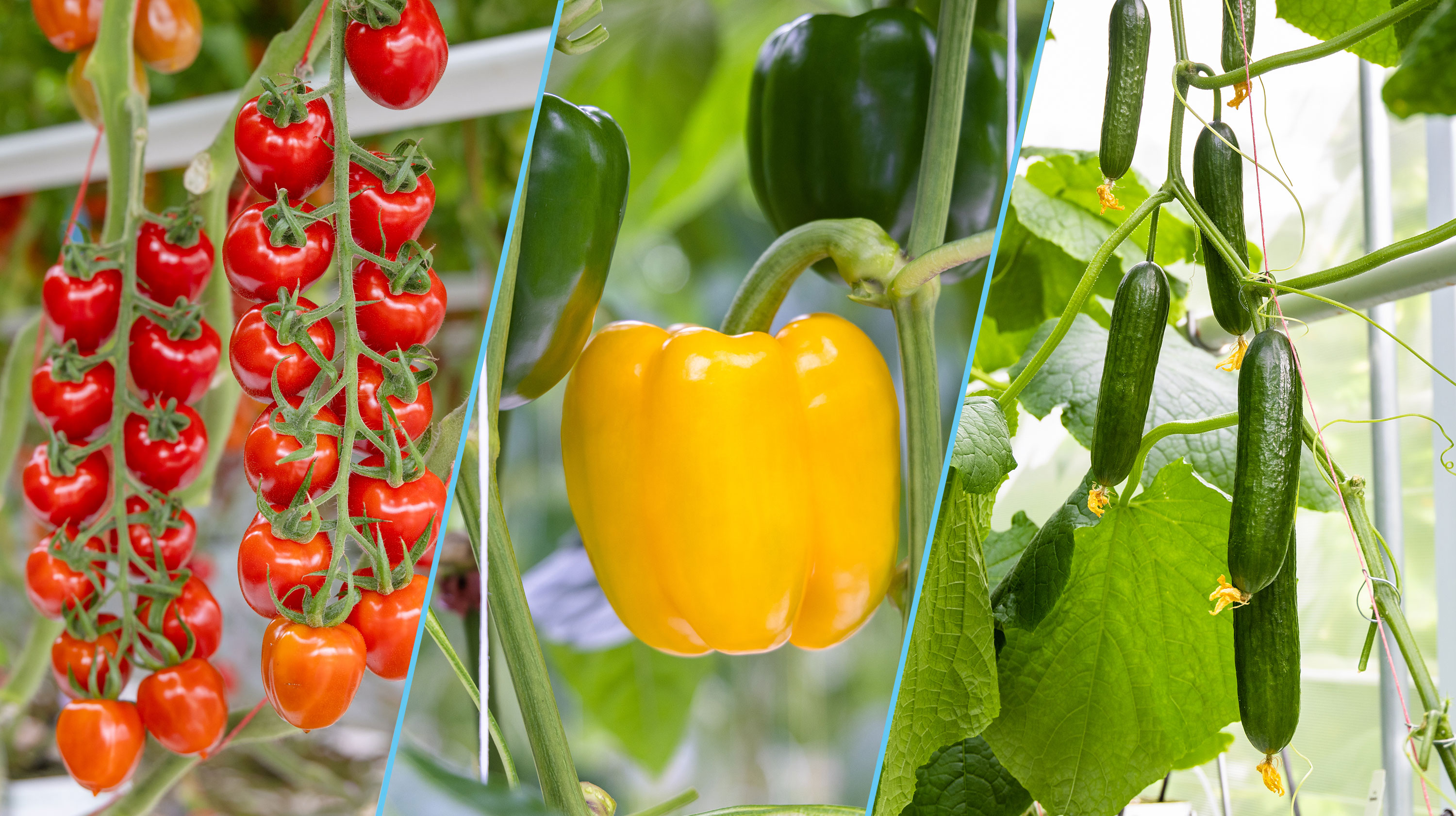 Bayer Vegetable Seeds introduceert zes nieuwe rassen