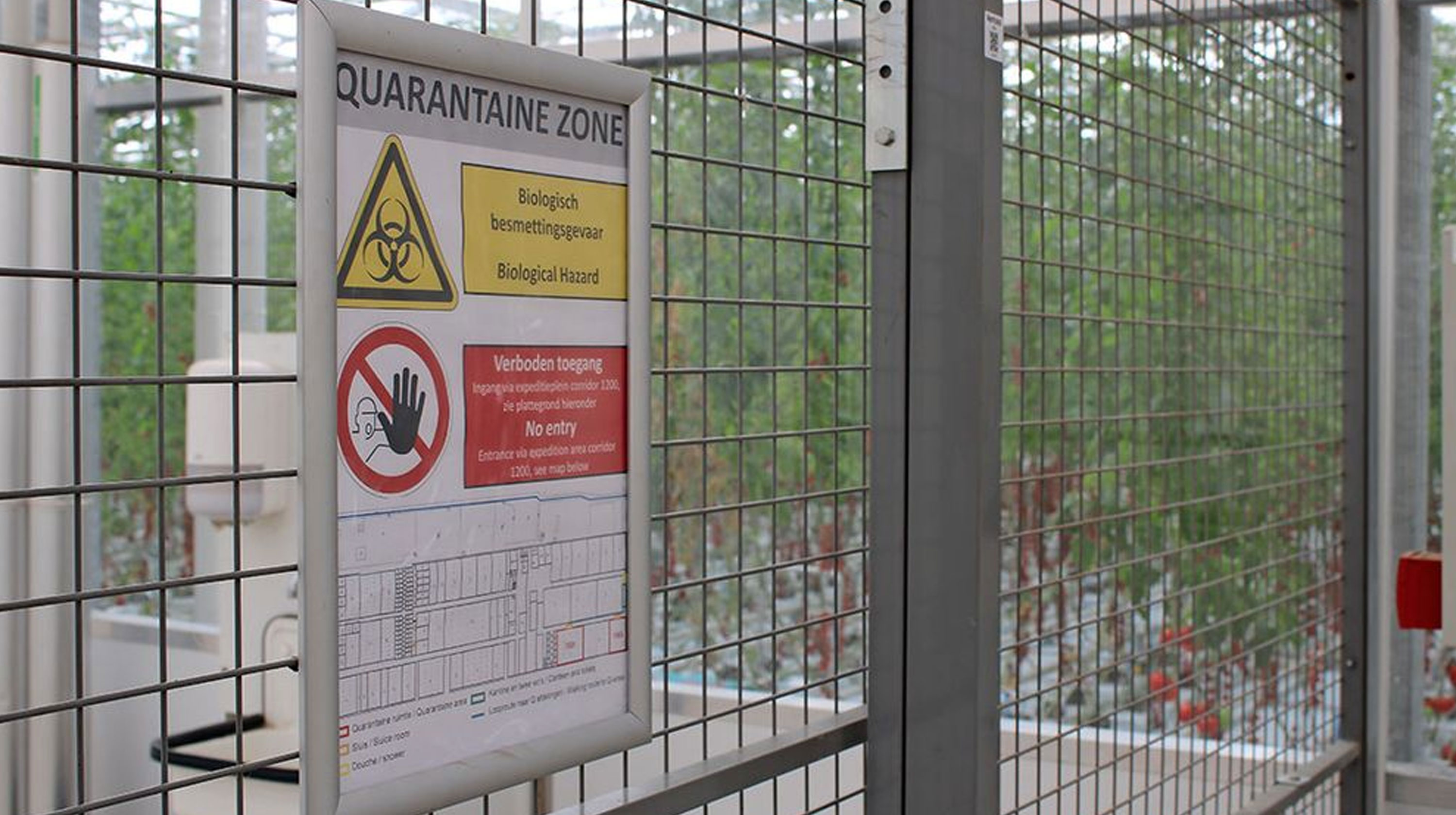 Bayer test combi ToBRFV en PepMV in quarantainekas