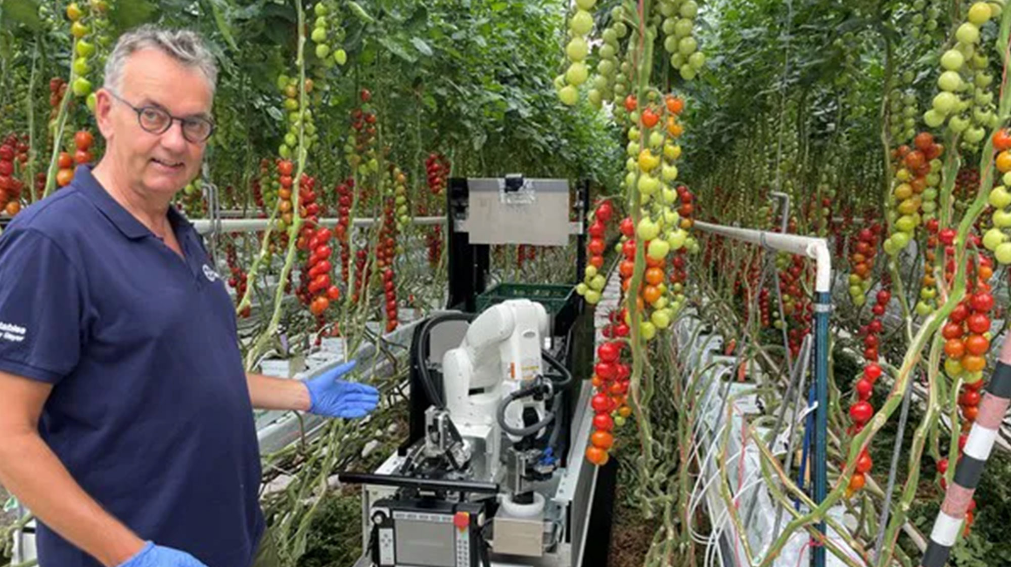 How will robotization affects Bayer De Ruiter's breeding program?