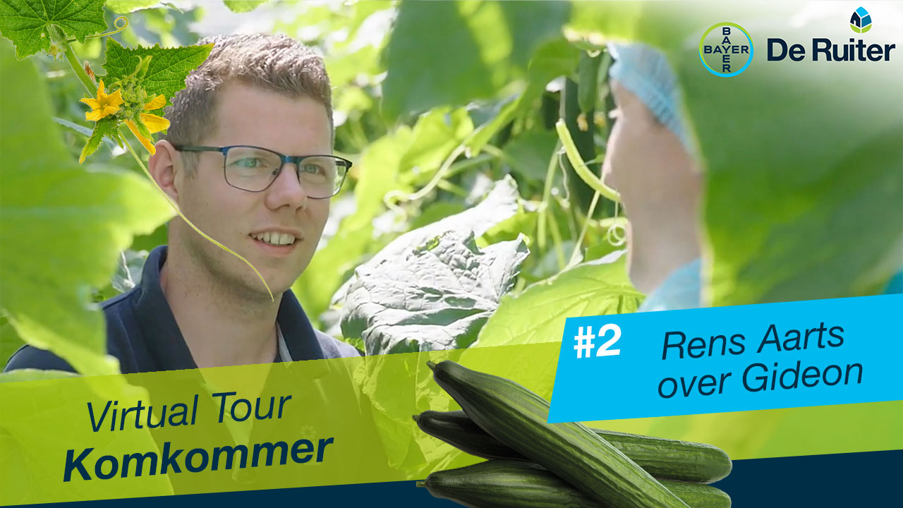 Virtuele rondleiding komkommers vlog #2 - De ervaringen van Rens Aarts ...