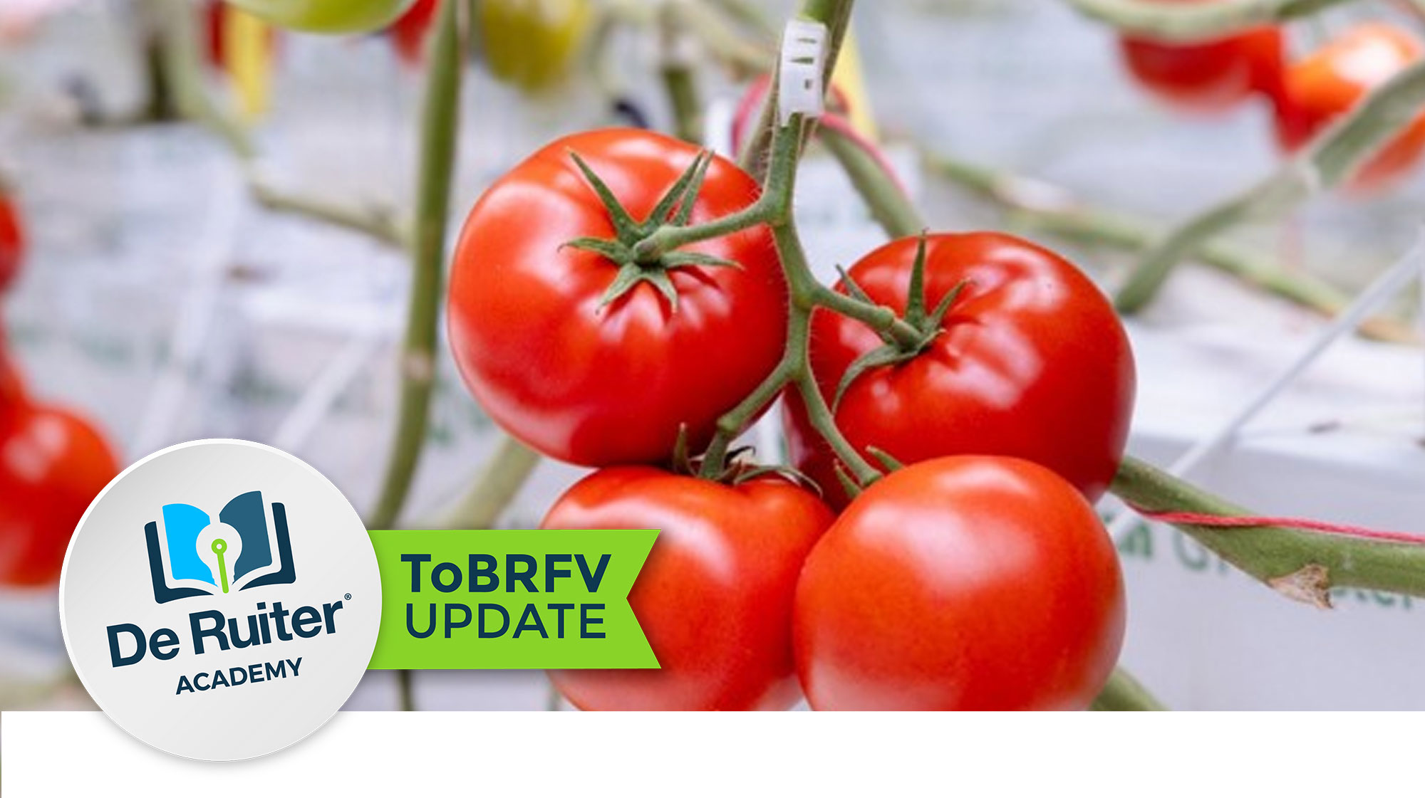 Durable resistance is a key strategy against ToBRFV