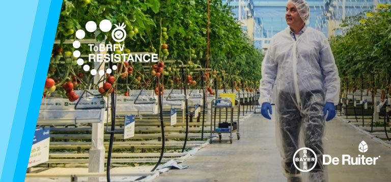 Le rôle du porte-greffe dans la lutte contre le ToBRFV