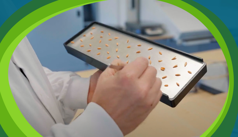 Seed Technology: Priming