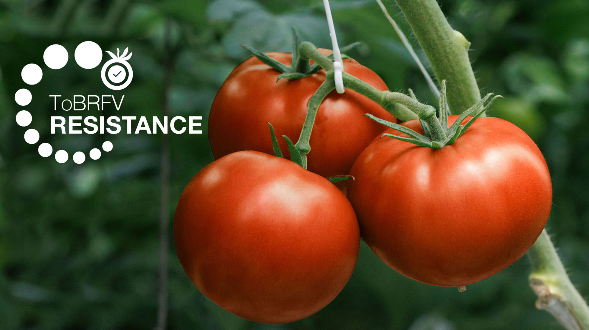 Growing with ToBRFV: A new reality #3